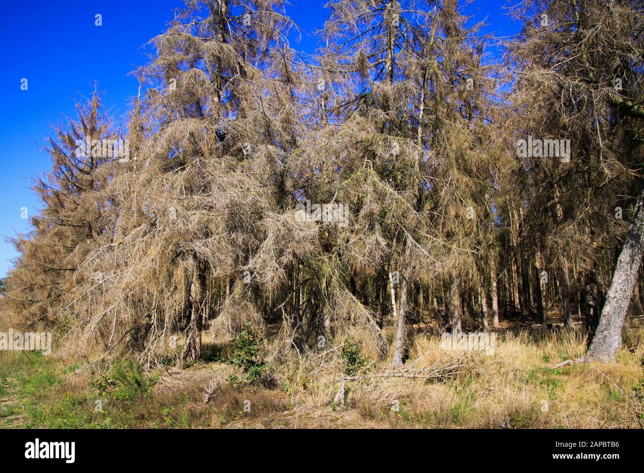 Dead conifer branch hi-res stock photography and images - Alamy