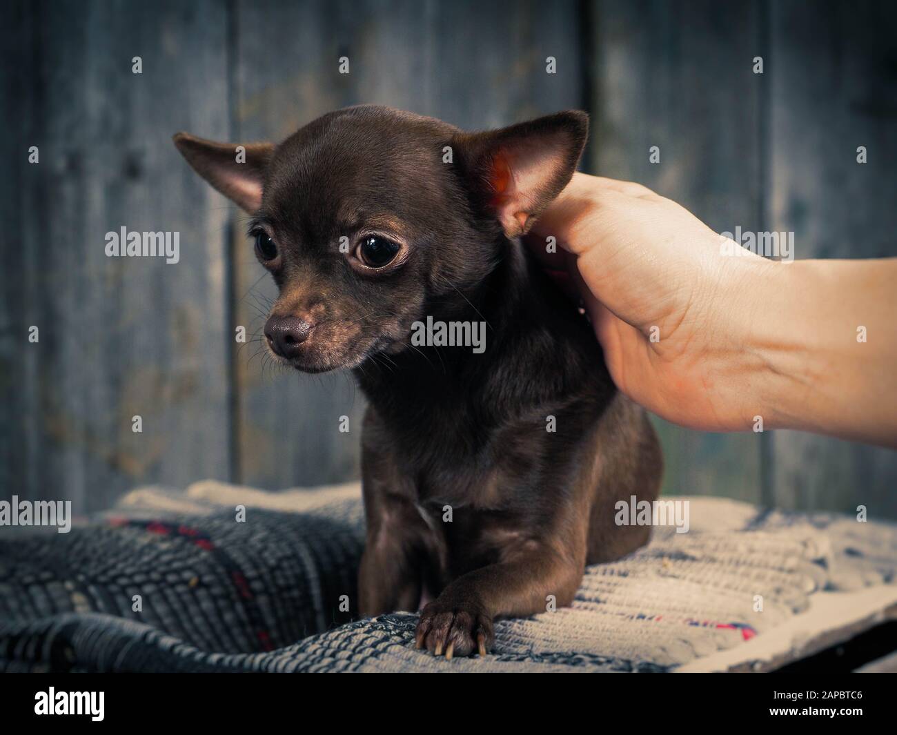 Always sad and unhappy appearance of a Chihuahua dog Stock Photo - Alamy