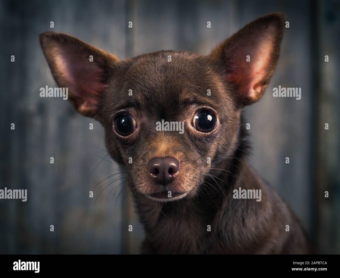 Always sad and unhappy appearance of a Chihuahua dog Stock Photo - Alamy