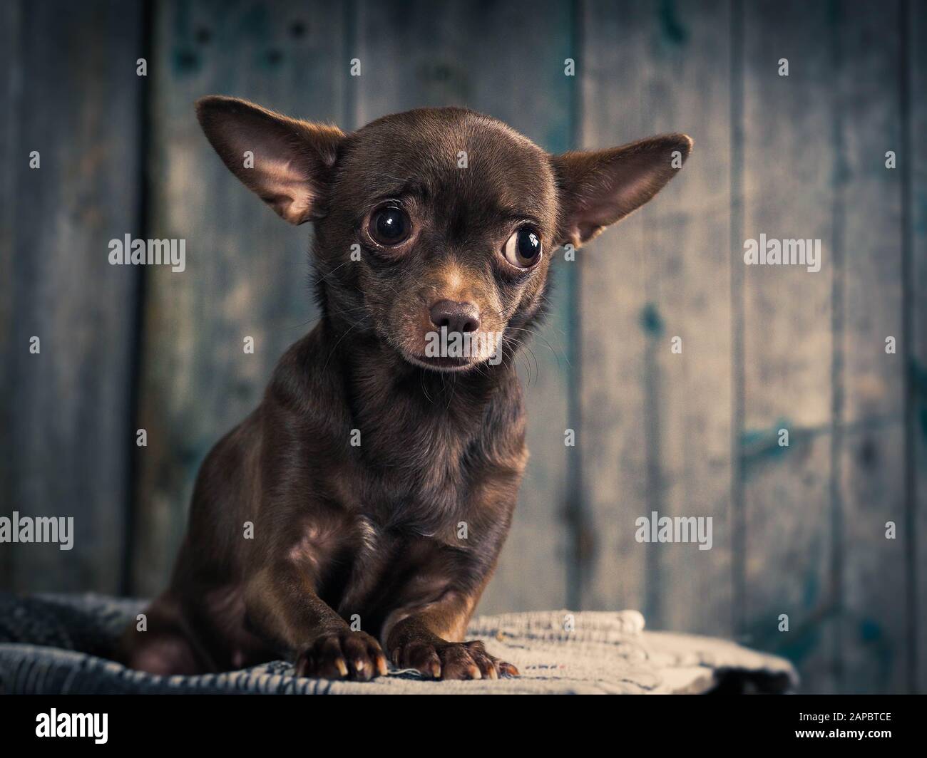 Why Do Dogs Always Look Sad