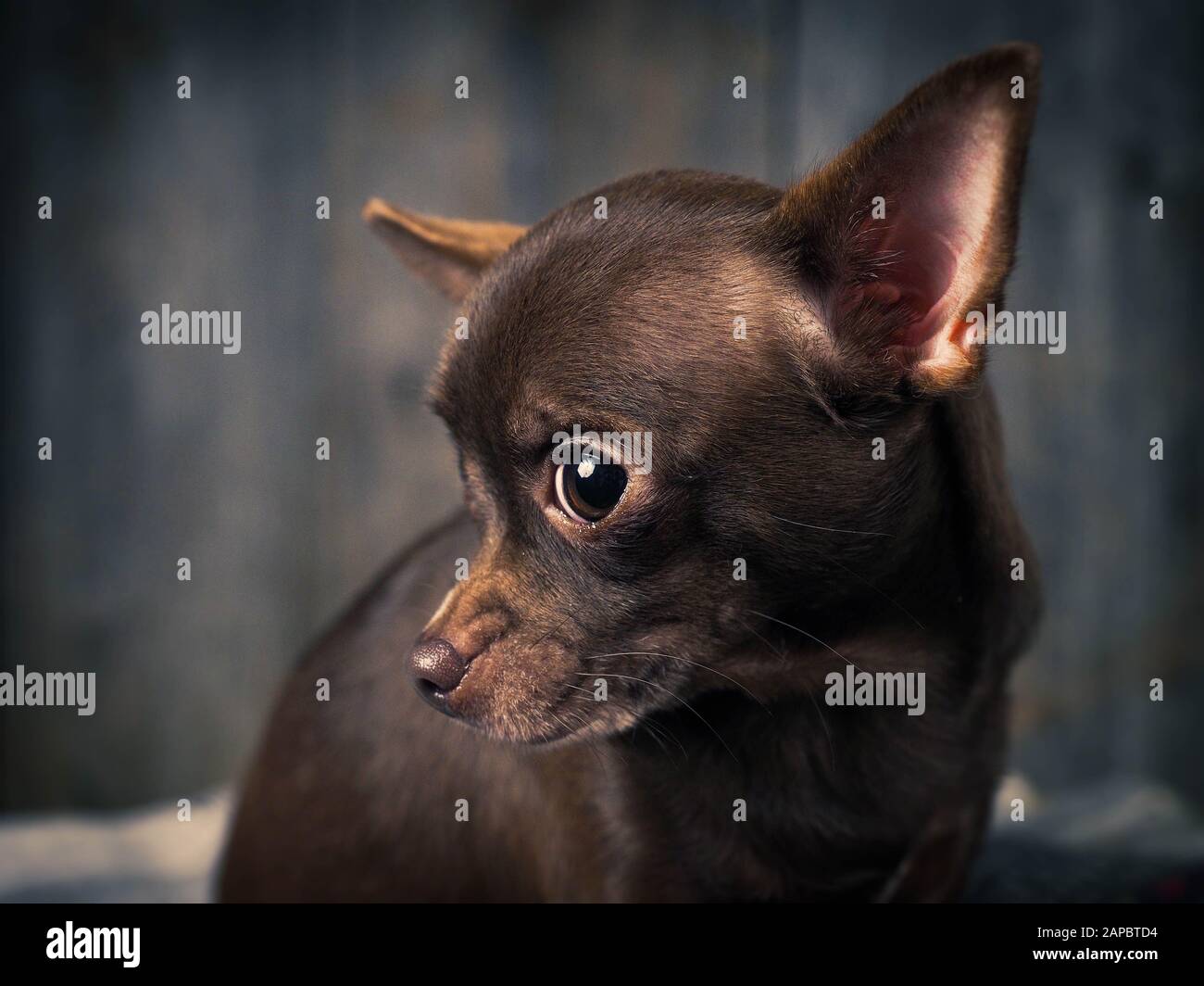 Always sad and unhappy appearance of a Chihuahua dog Stock Photo - Alamy