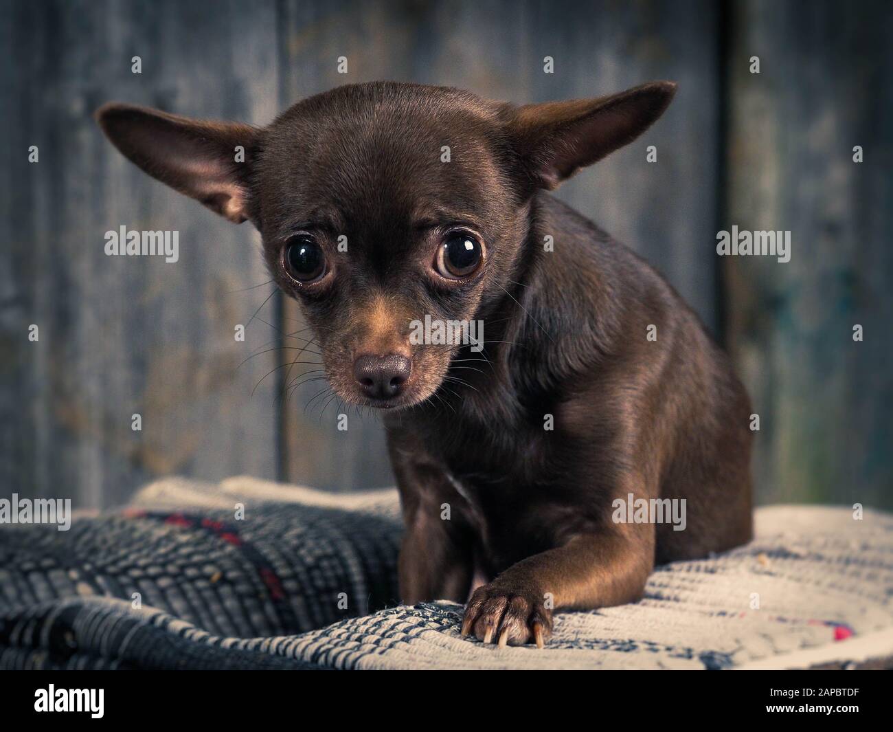 Always sad and unhappy appearance of a Chihuahua dog Stock Photo - Alamy