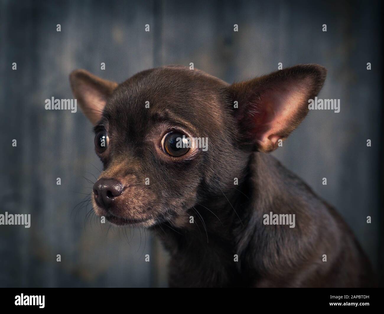 Always sad and unhappy appearance of a Chihuahua dog Stock Photo - Alamy