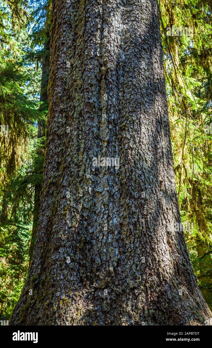 A Sitka Spruce Tree trunk rises from the forest floor, Hoh Rainforest ...