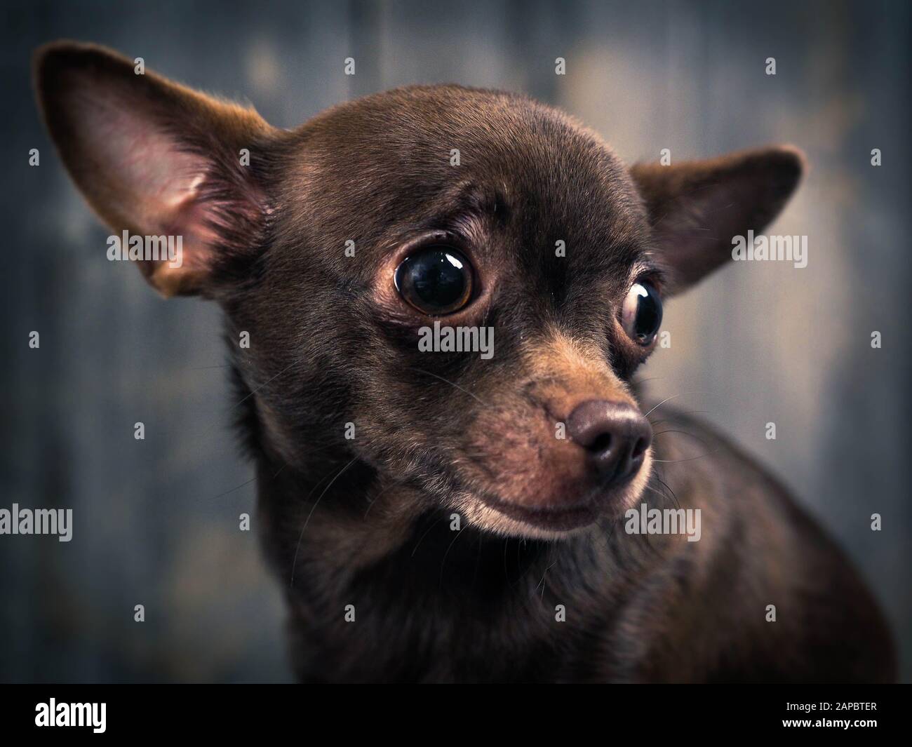 Always sad and unhappy appearance of a Chihuahua dog Stock Photo - Alamy