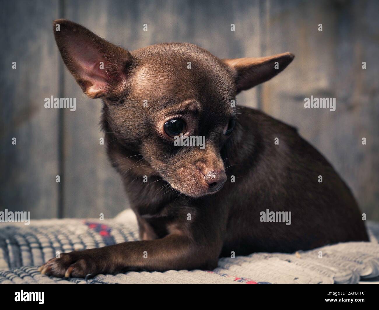 Always sad and unhappy appearance of a Chihuahua dog Stock Photo - Alamy