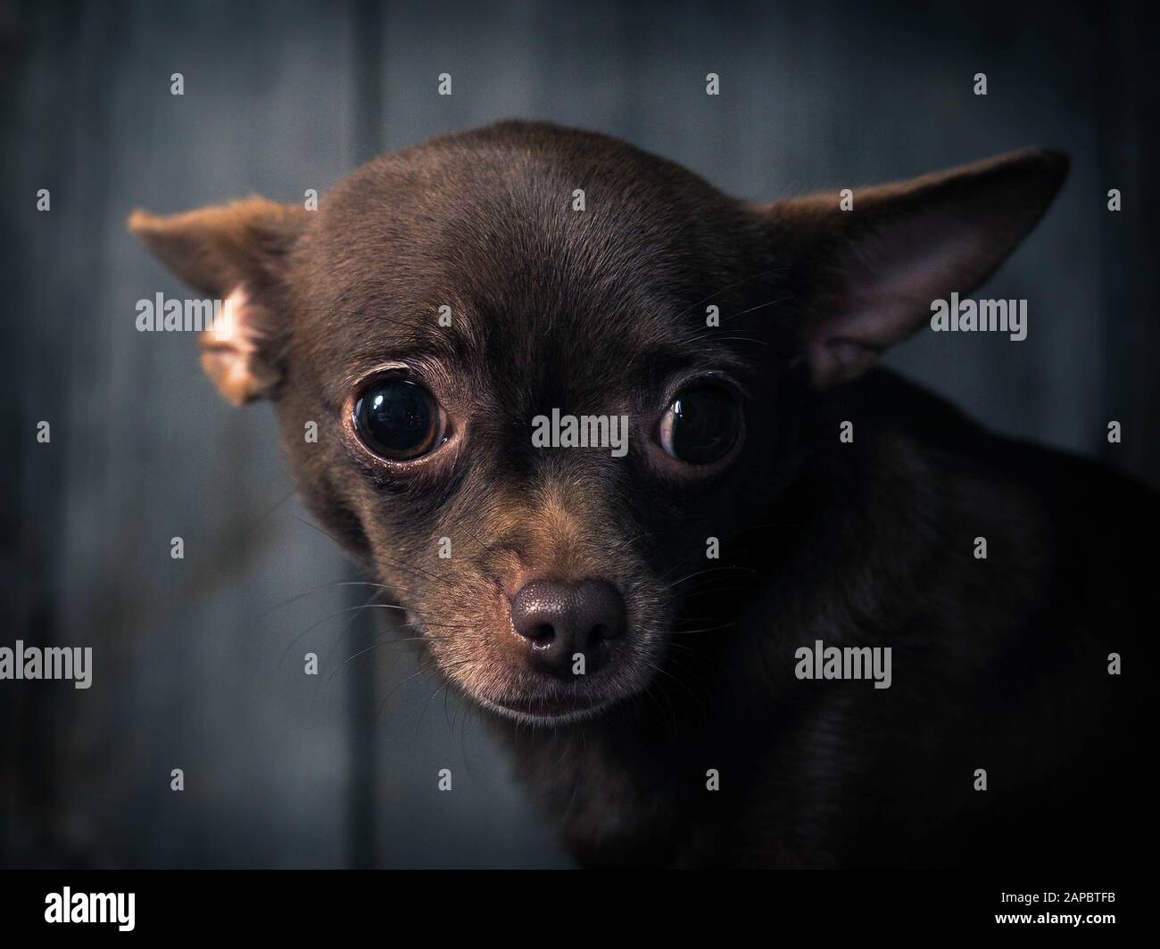 Always sad and unhappy appearance of a Chihuahua dog Stock Photo - Alamy