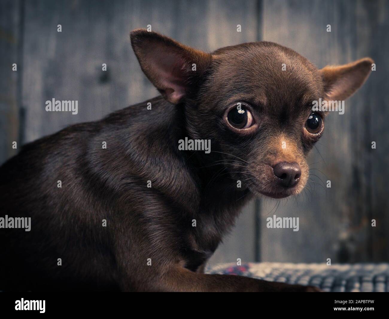 Always sad and unhappy appearance of a Chihuahua dog Stock Photo - Alamy
