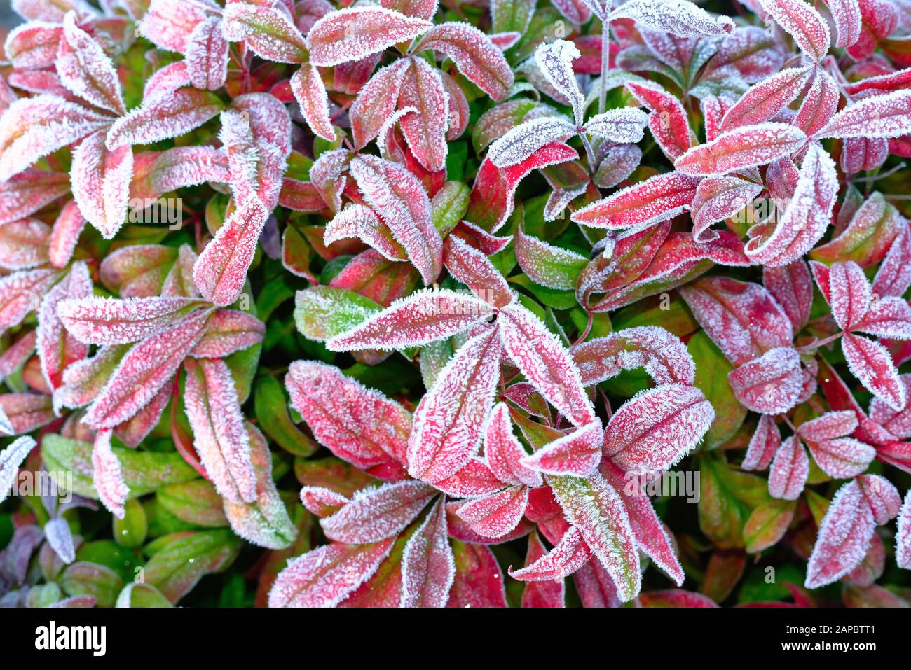 Closer up of frosted red leaves on the shrub Nandina Domestica Stock ...