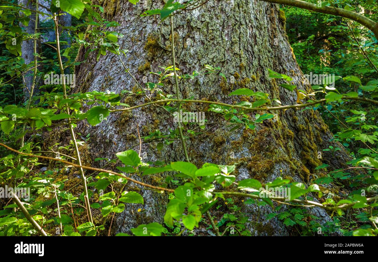 Spruce Tree Trunk Washington Stock Photos & Spruce Tree Trunk ...