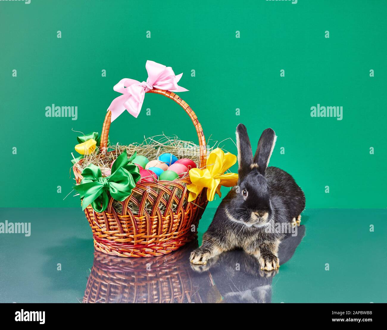 Beautiful rabbit hi-res stock photography and images - Alamy