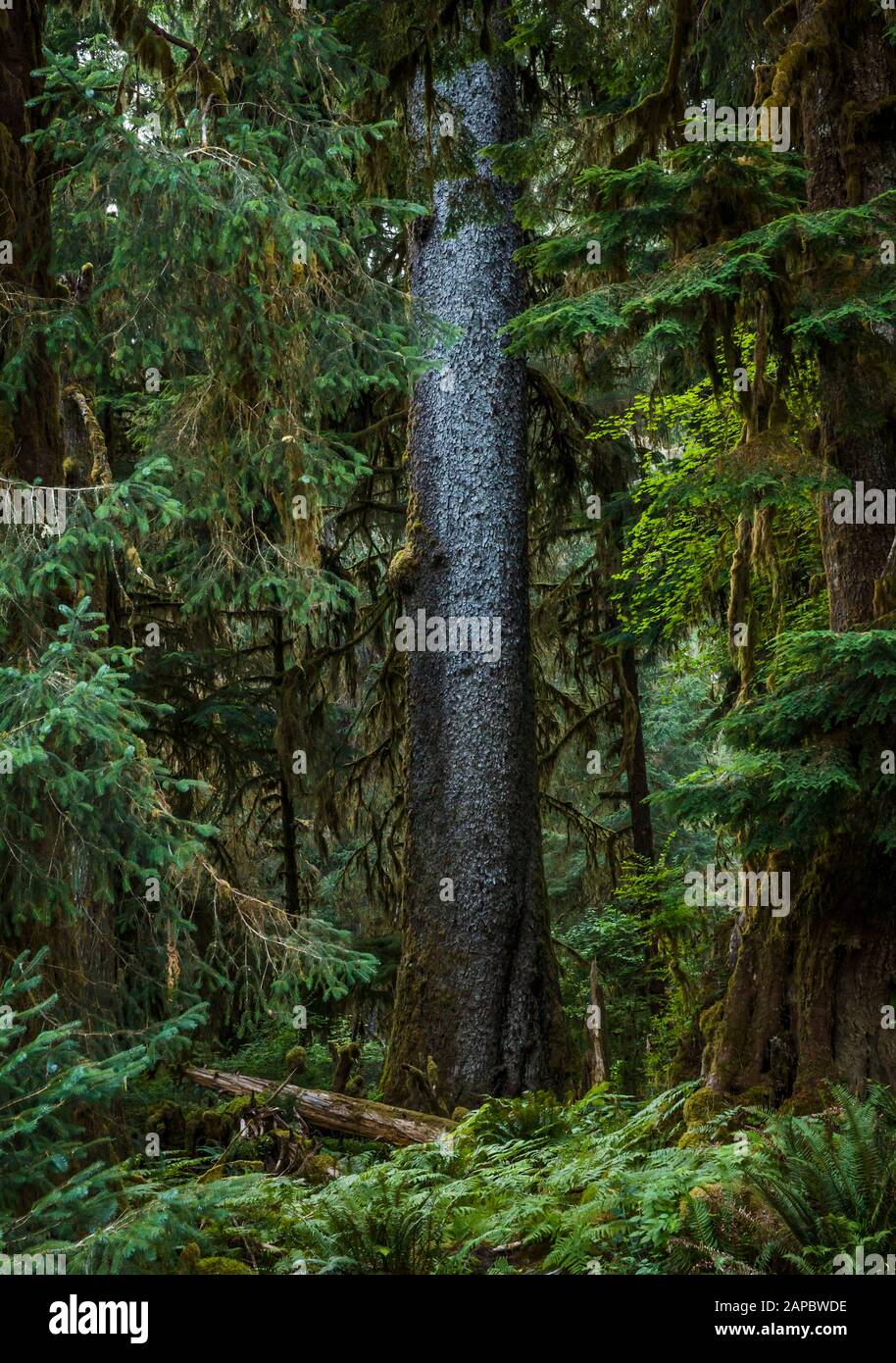Spruce tree trunk washington hi-res stock photography and images - Alamy