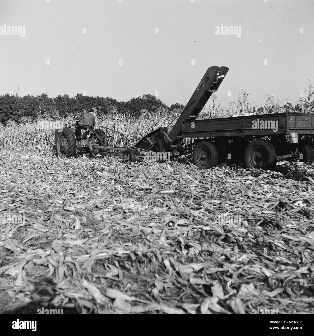 Maize picking Black and White Stock Photos & Images - Alamy