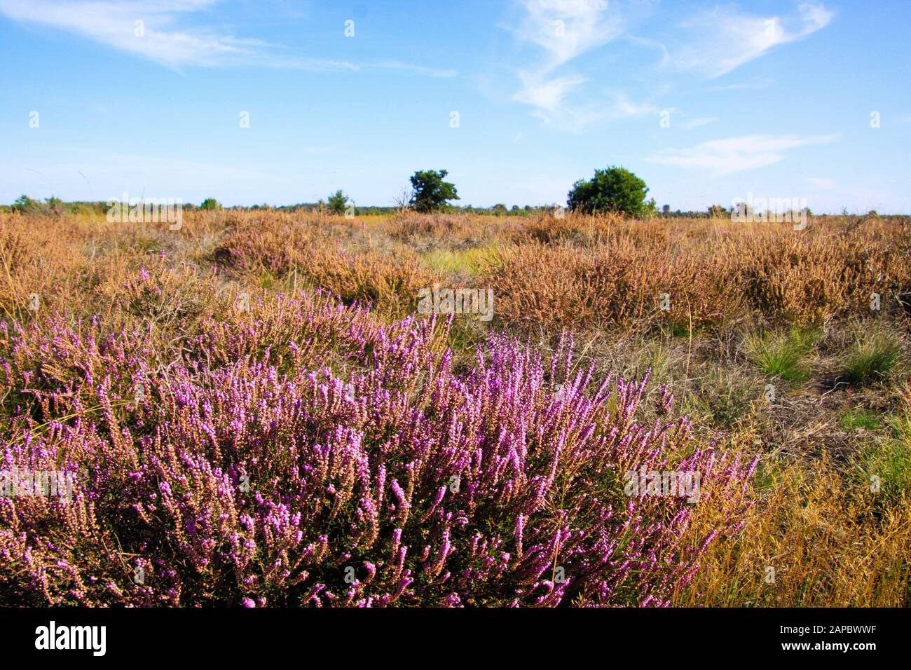 View over heather purple erica flower bush on dry endless heath ...