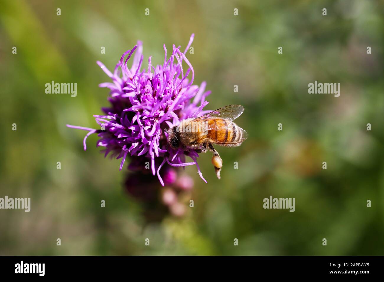 Liatris spicata kobold hi-res stock photography and images - Alamy