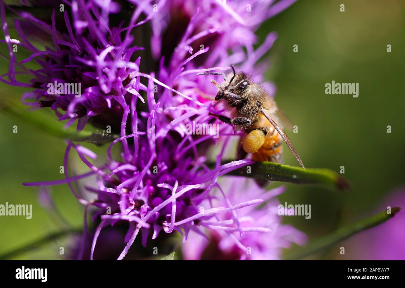 Macro close up of pink purple kobold flower (Liatris spicata) with view ...