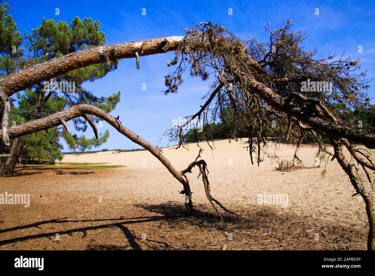 View beyond dead dry tree branch on sand dune with scotch pine tree ...
