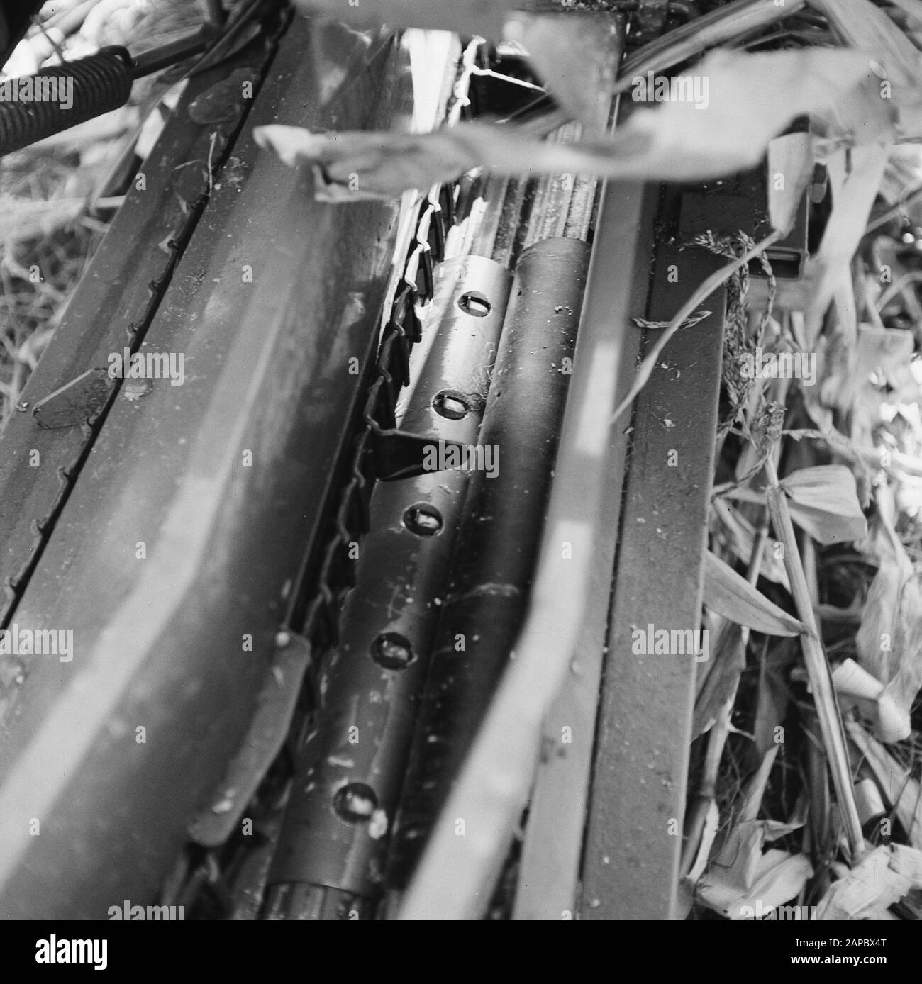 Maize picking Black and White Stock Photos & Images - Alamy