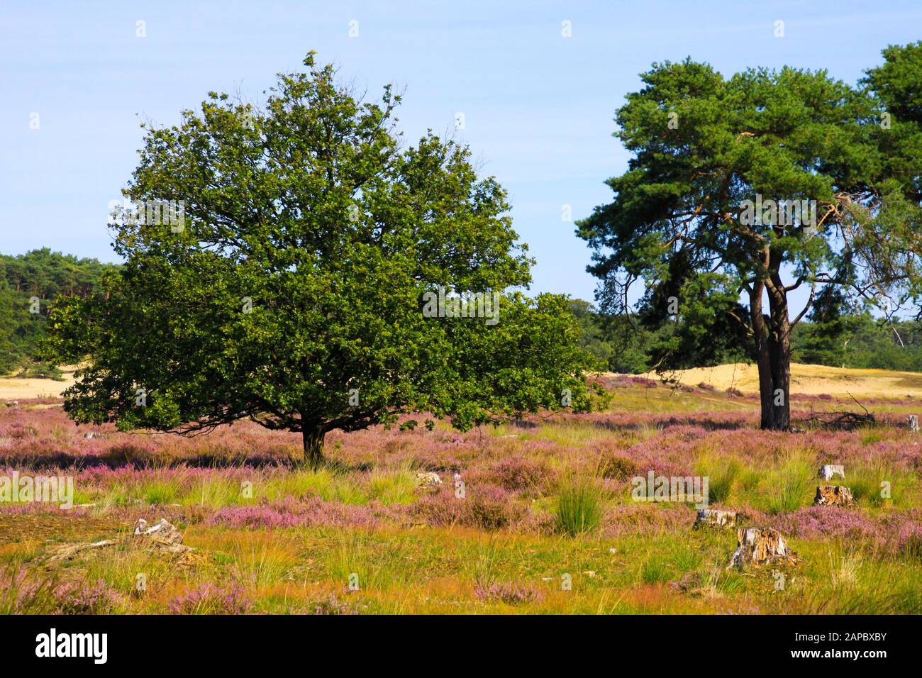Heather Sand High Resolution Stock Photography and Images - Alamy