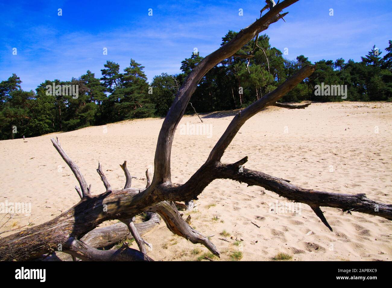 View beyond dead dry tree trunk on sand dune with scotch pine tree ...