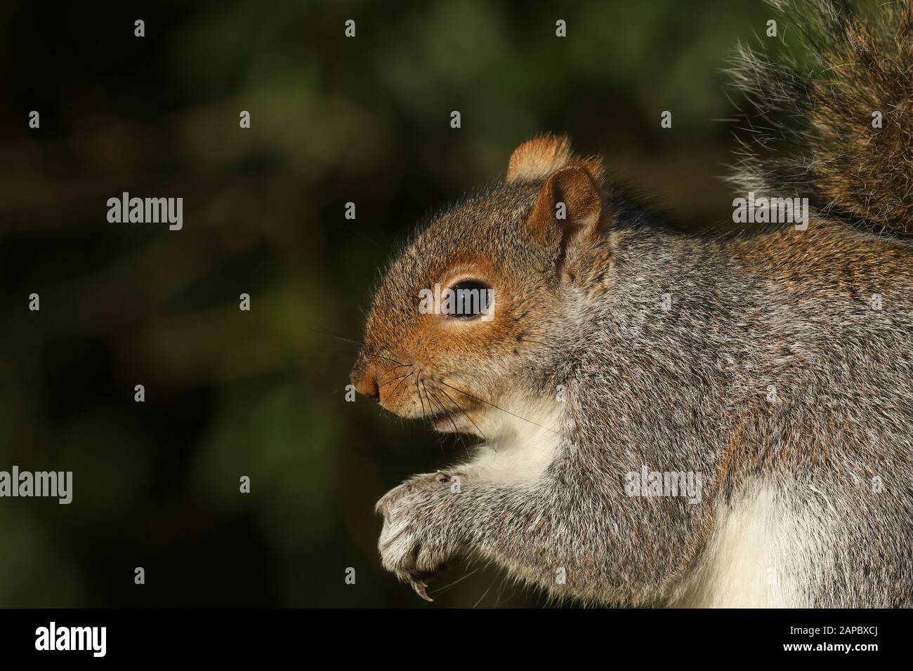 Cute Grey Squirrel
