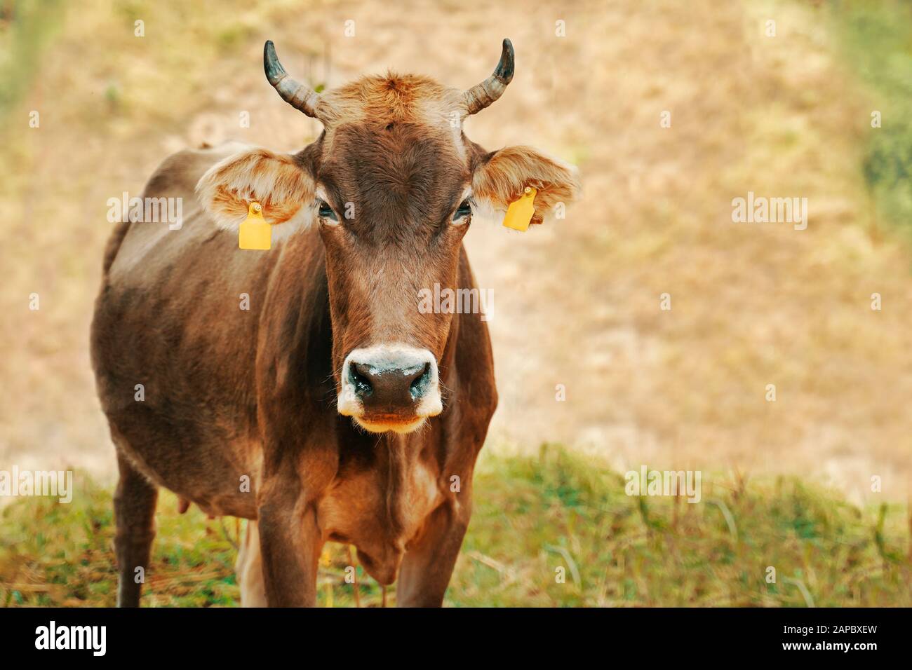 Cow collar for identification hi-res stock photography and images - Alamy