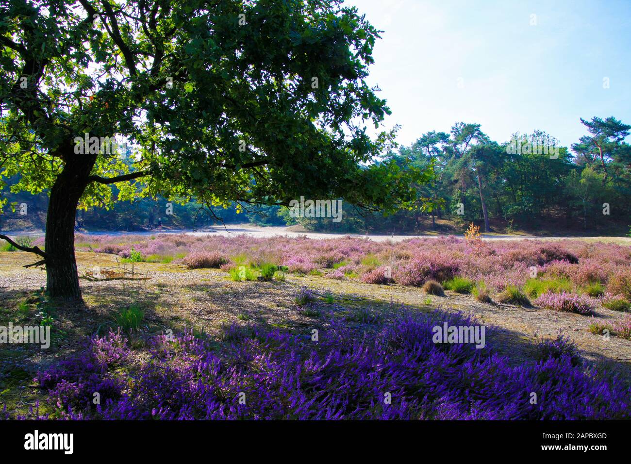 Heather Sand High Resolution Stock Photography and Images - Alamy