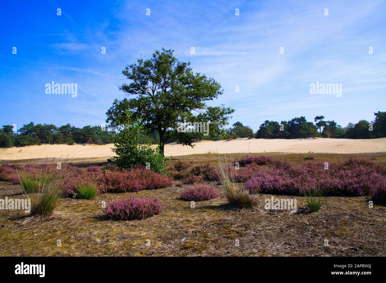 Heather Sand High Resolution Stock Photography and Images - Alamy