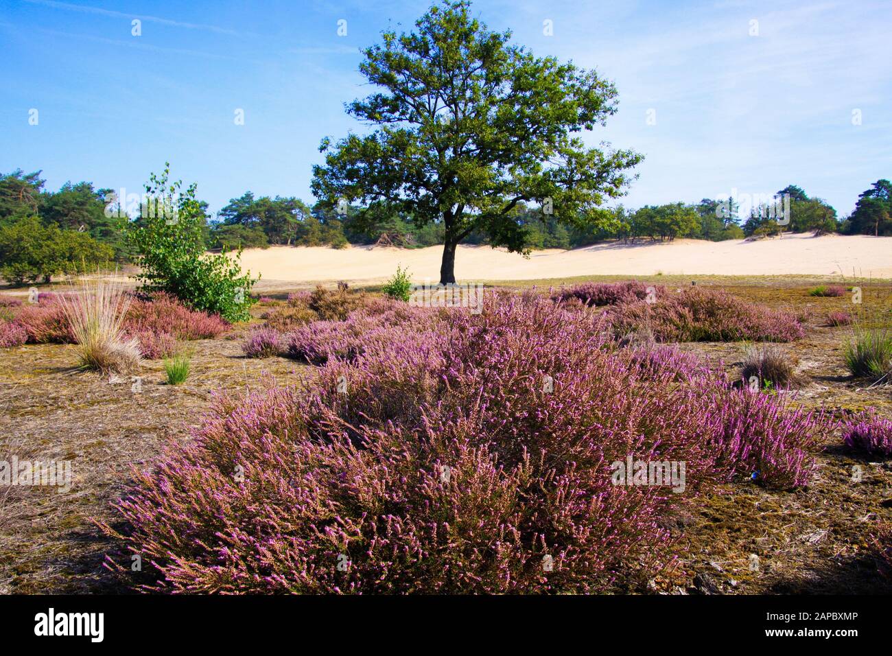 Heather sand hi-res stock photography and images - Alamy
