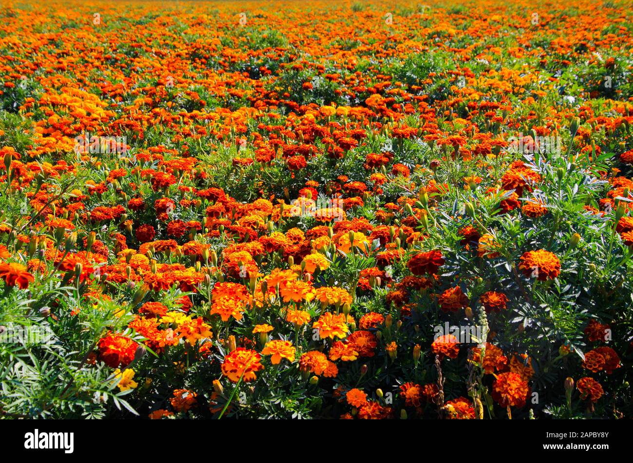 Beautiful orange red marigold hi-res stock photography and images - Alamy