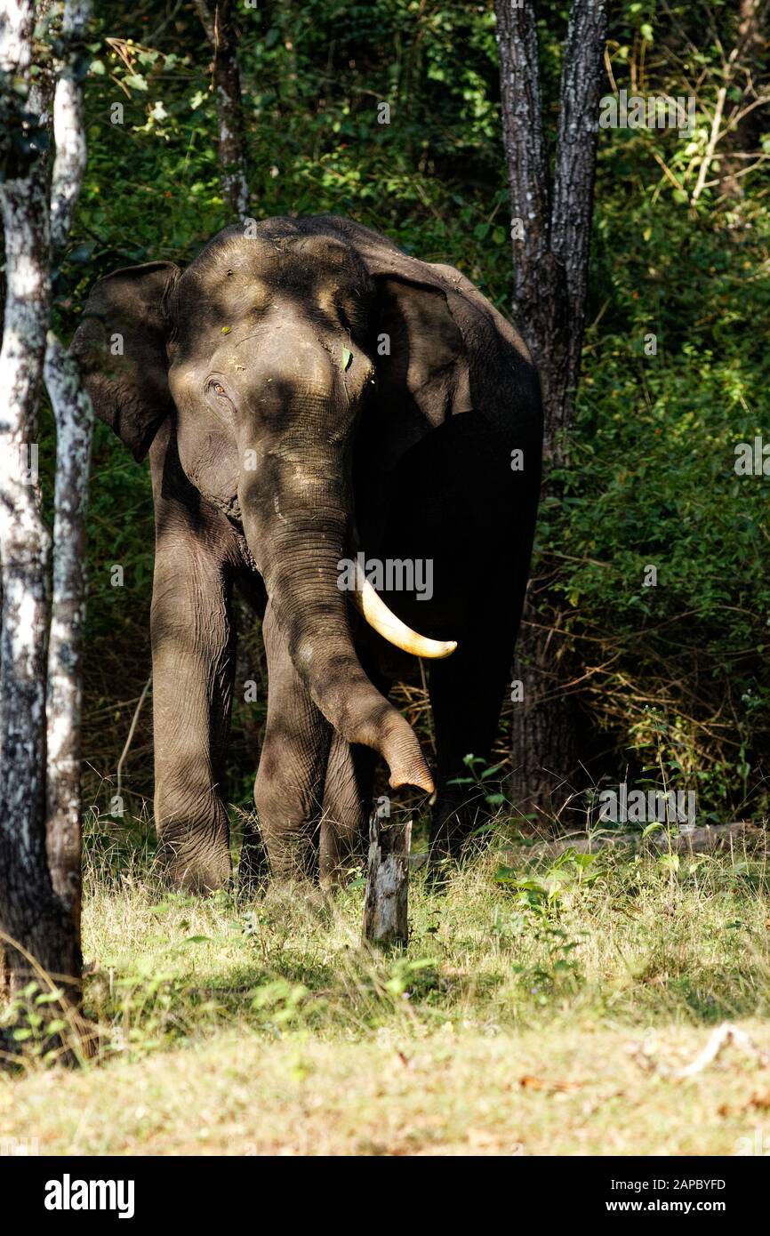 Big skate animal hi-res stock photography and images - Alamy