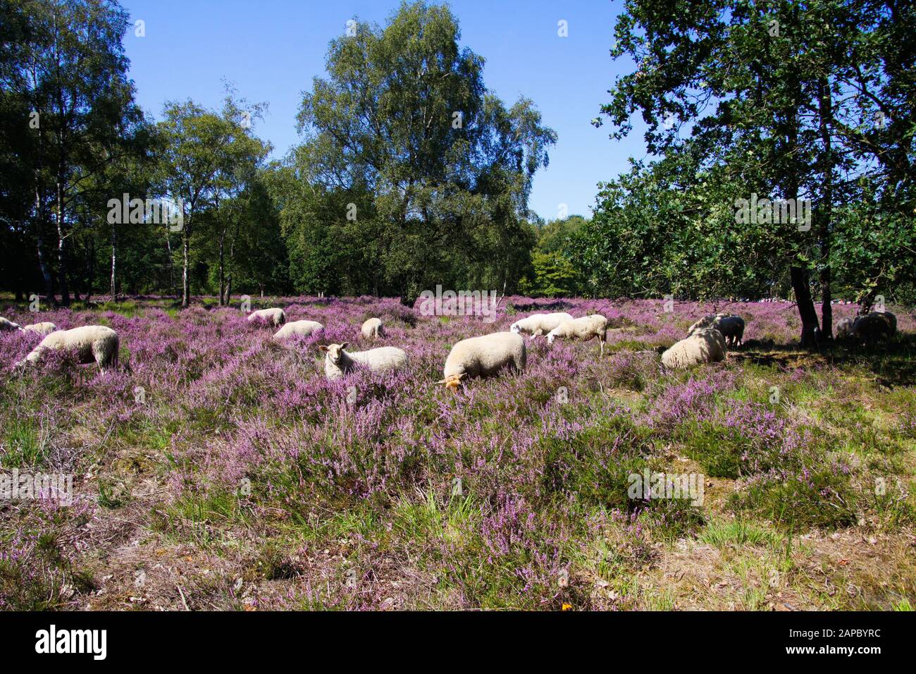 Erica plants hi-res stock photography and images - Alamy
