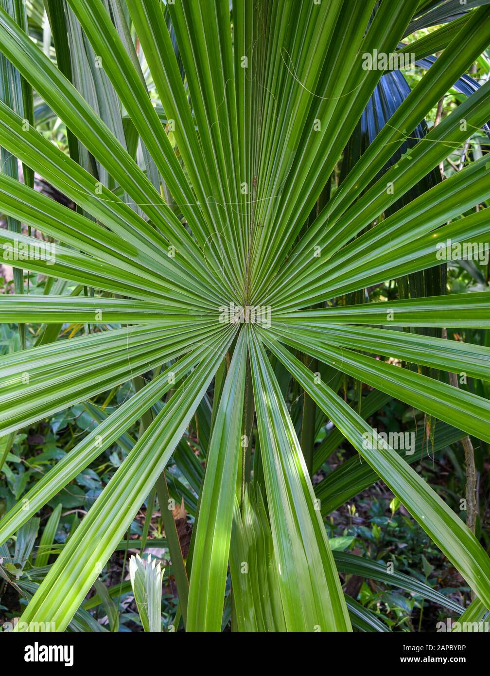 Palm Fronds form a symmetrical pattern in a forest in Belize Stock ...