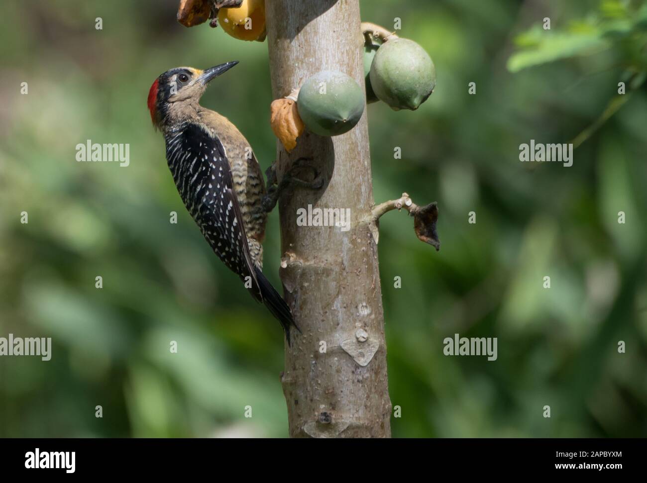A Black Cheeked Woodpecker (Melanerpes pucherani) on a fruiting tree in ...