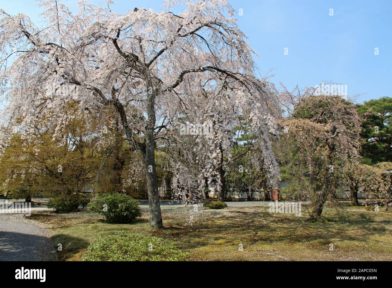 blooming cherry trees in a park in kyoto (japan Stock Photo - Alamy