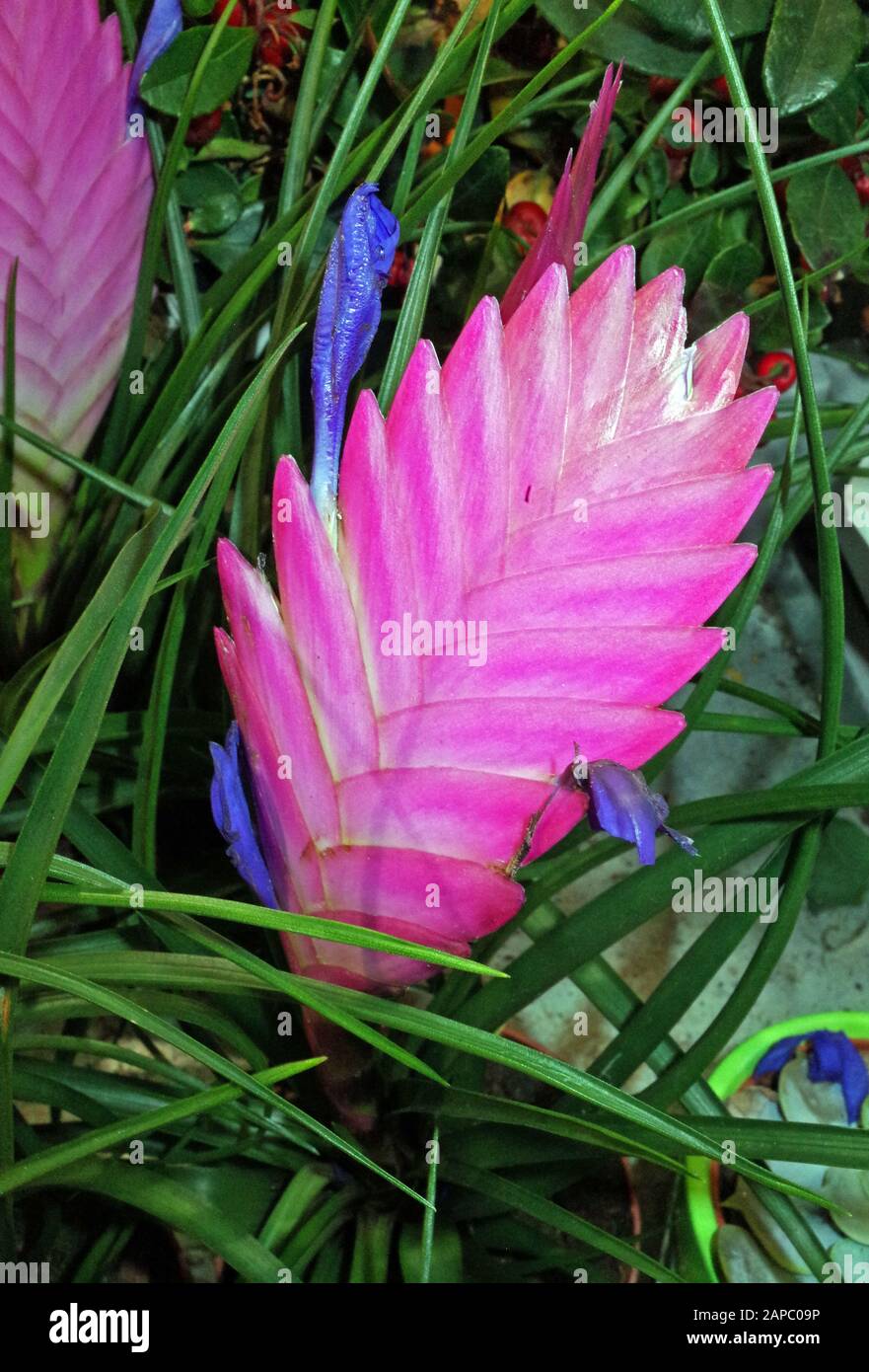 Pink bromelia flower hi-res stock photography and images - Alamy