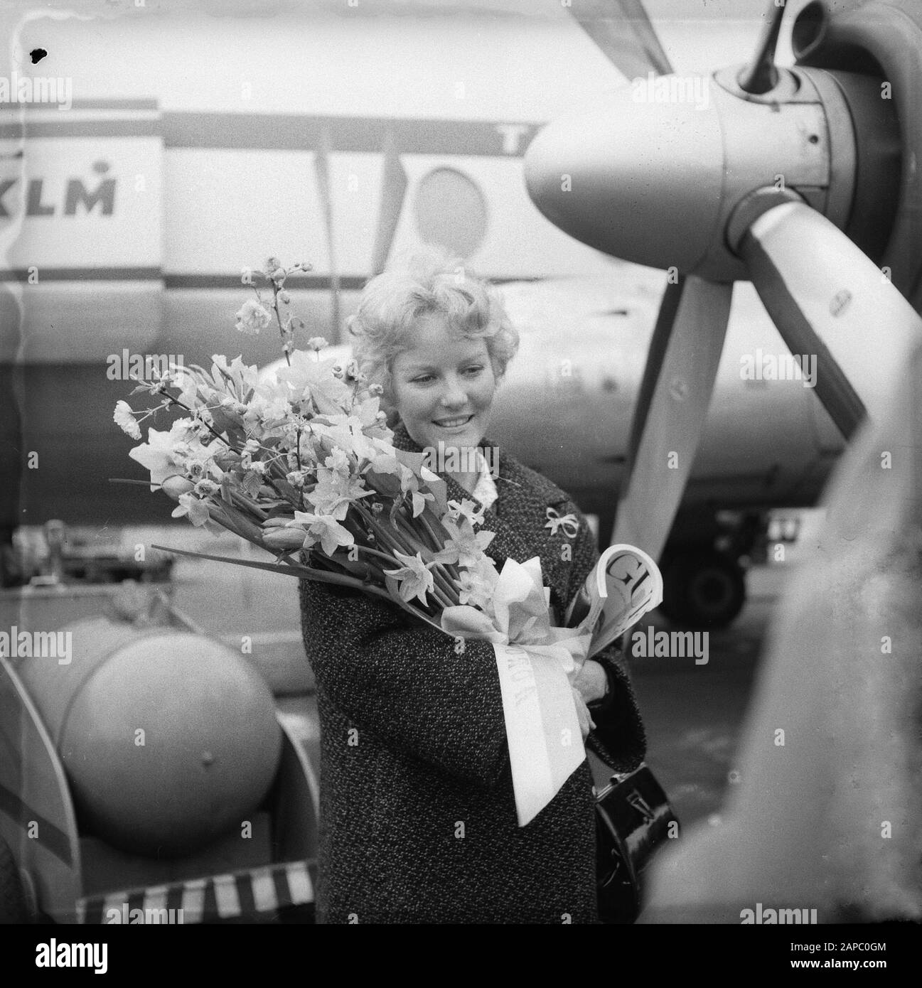 Petula petula flower hi-res stock photography and images - Alamy