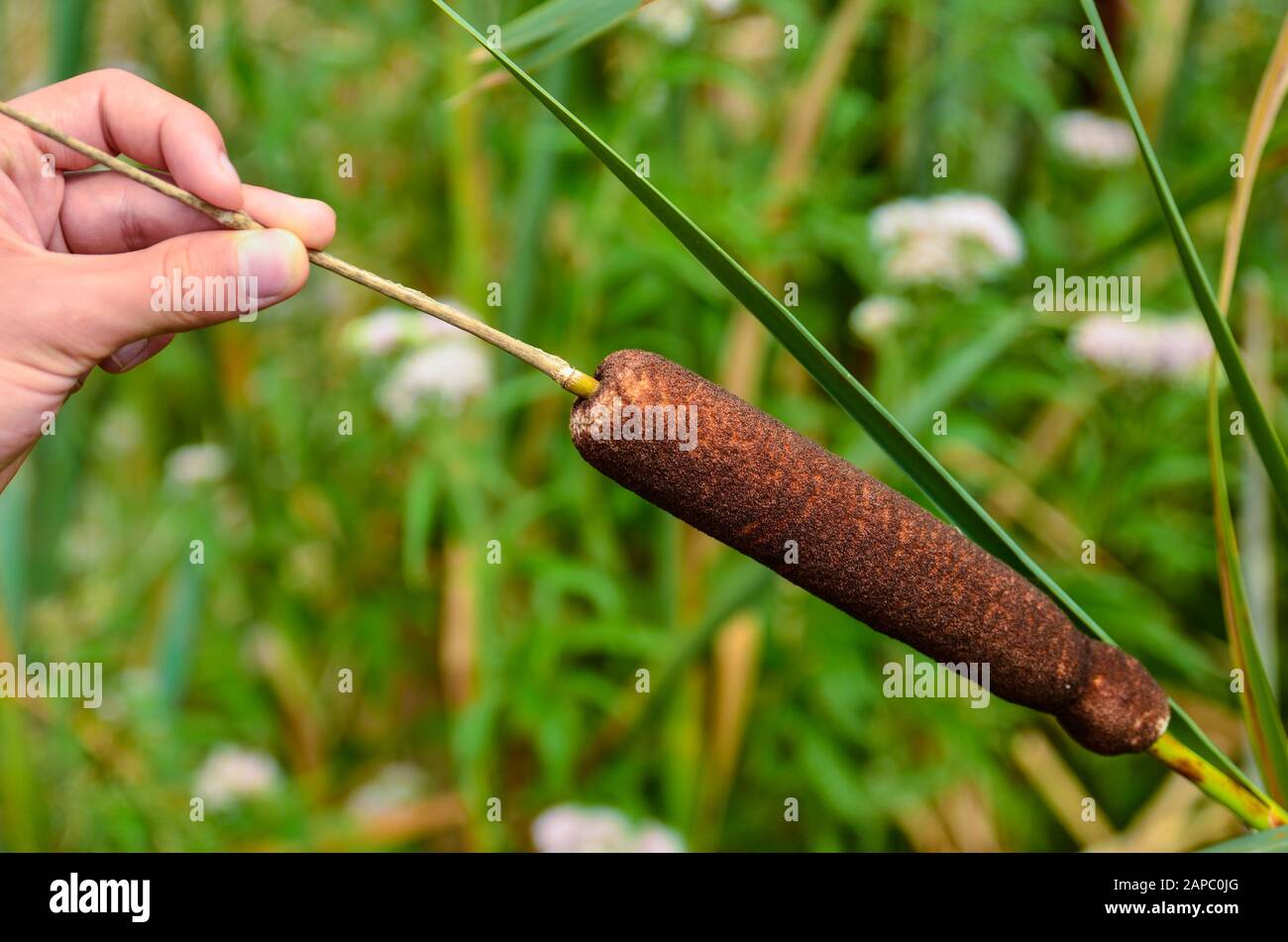 Bed Of Typha Latifolia High Resolution Stock Photography and Images - Alamy
