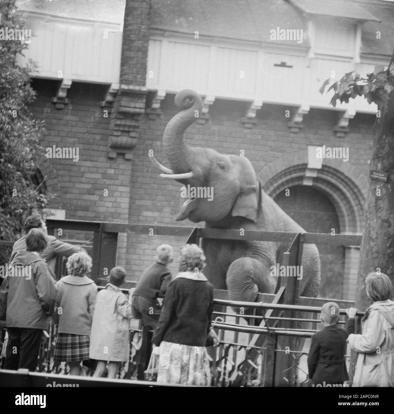 Screaming elephant hi-res stock photography and images - Alamy