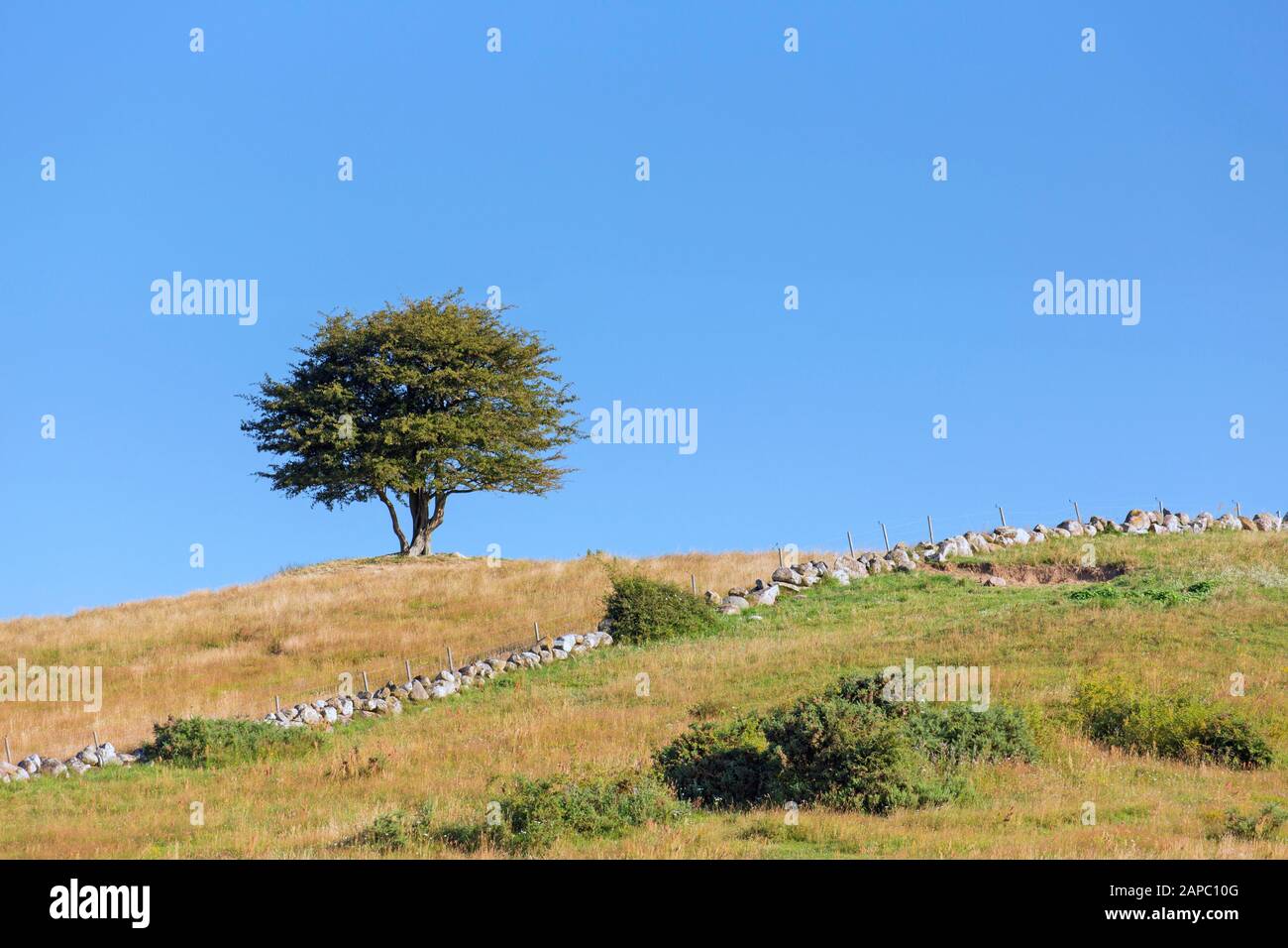 Hawthorn crataegus monogyna may tree whitethorn quickthorn hi-res stock ...