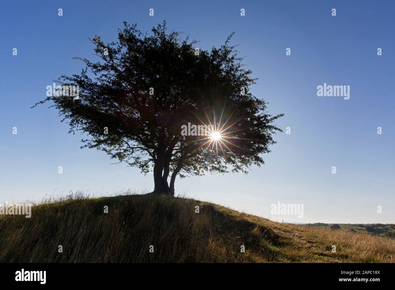 Hawthorn tree silhouette hi-res stock photography and images - Alamy