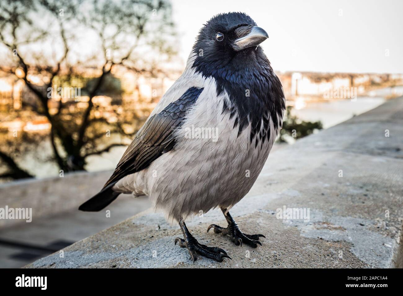 Large black crow at the Budapest, Hungary Stock Photo - Alamy