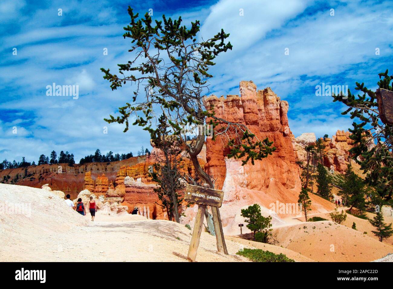 View beyond dry bare conifer trees on valley with red, orange ,white ...