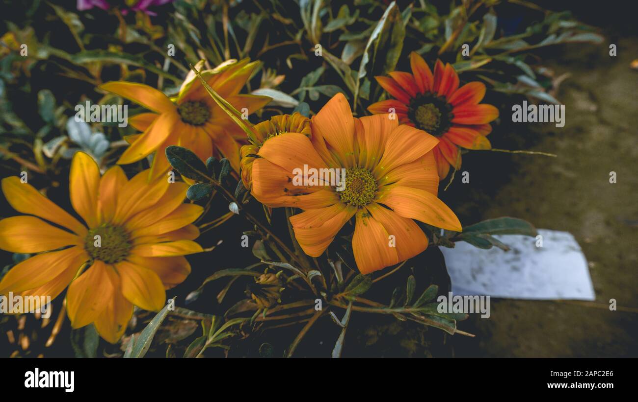 Beautiful african daisy flowers. It is also known as orange lily Stock ...