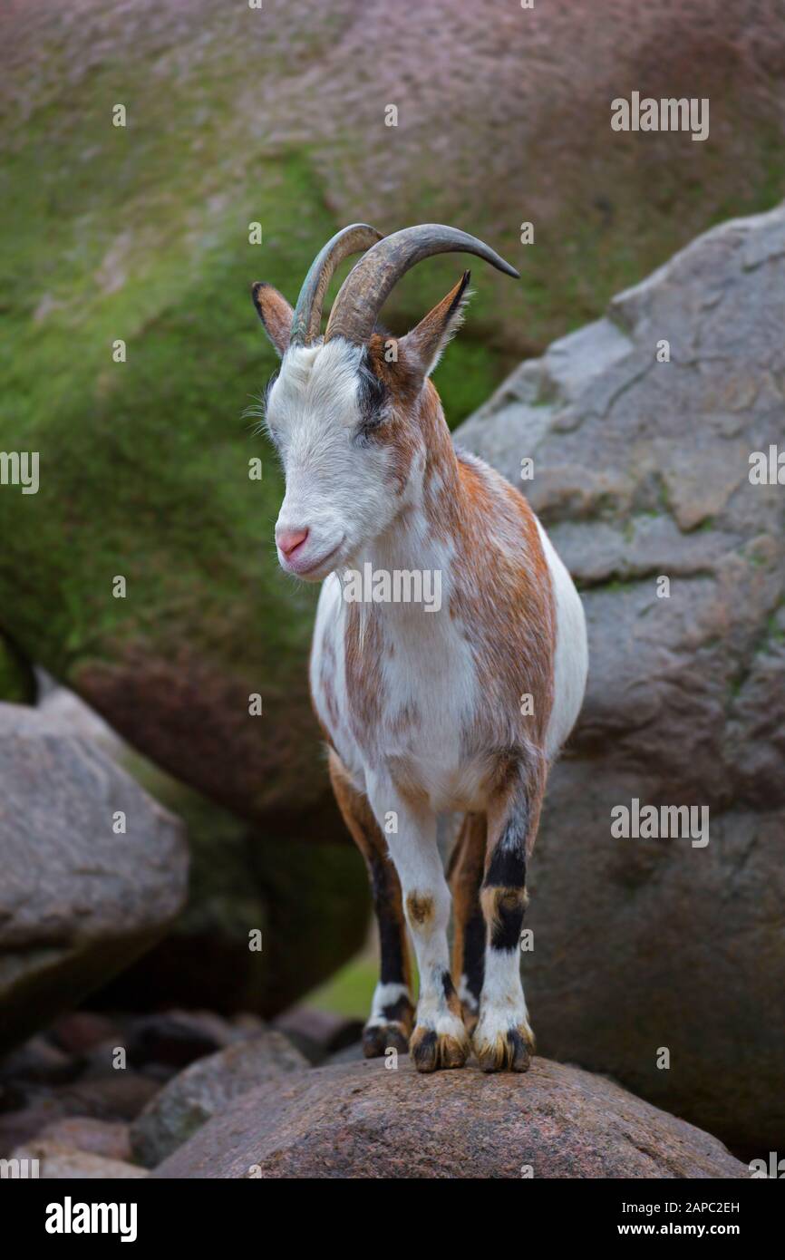 Domestic goat capra hircus hi-res stock photography and images - Alamy