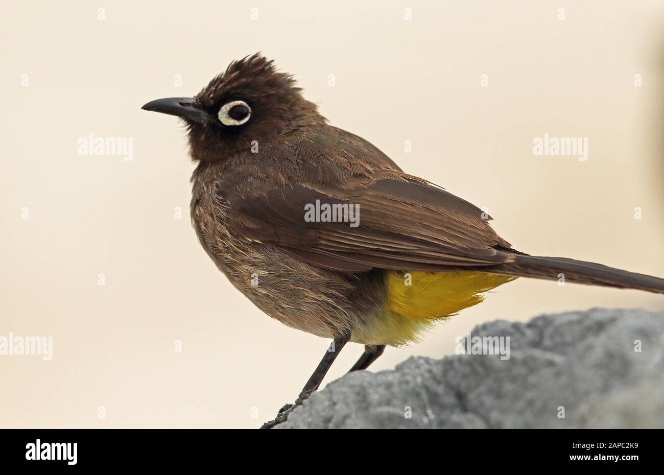 Cape Bulbul (Pycnonotus capensis) close-up of adult perched on rock ...