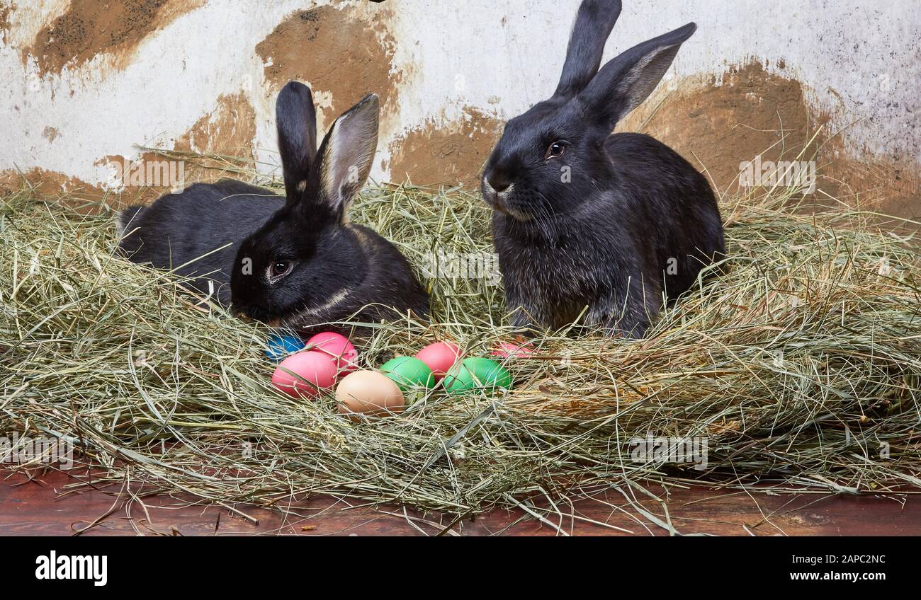 Little rabbits lie on hay near Easter eggs Stock Photo - Alamy