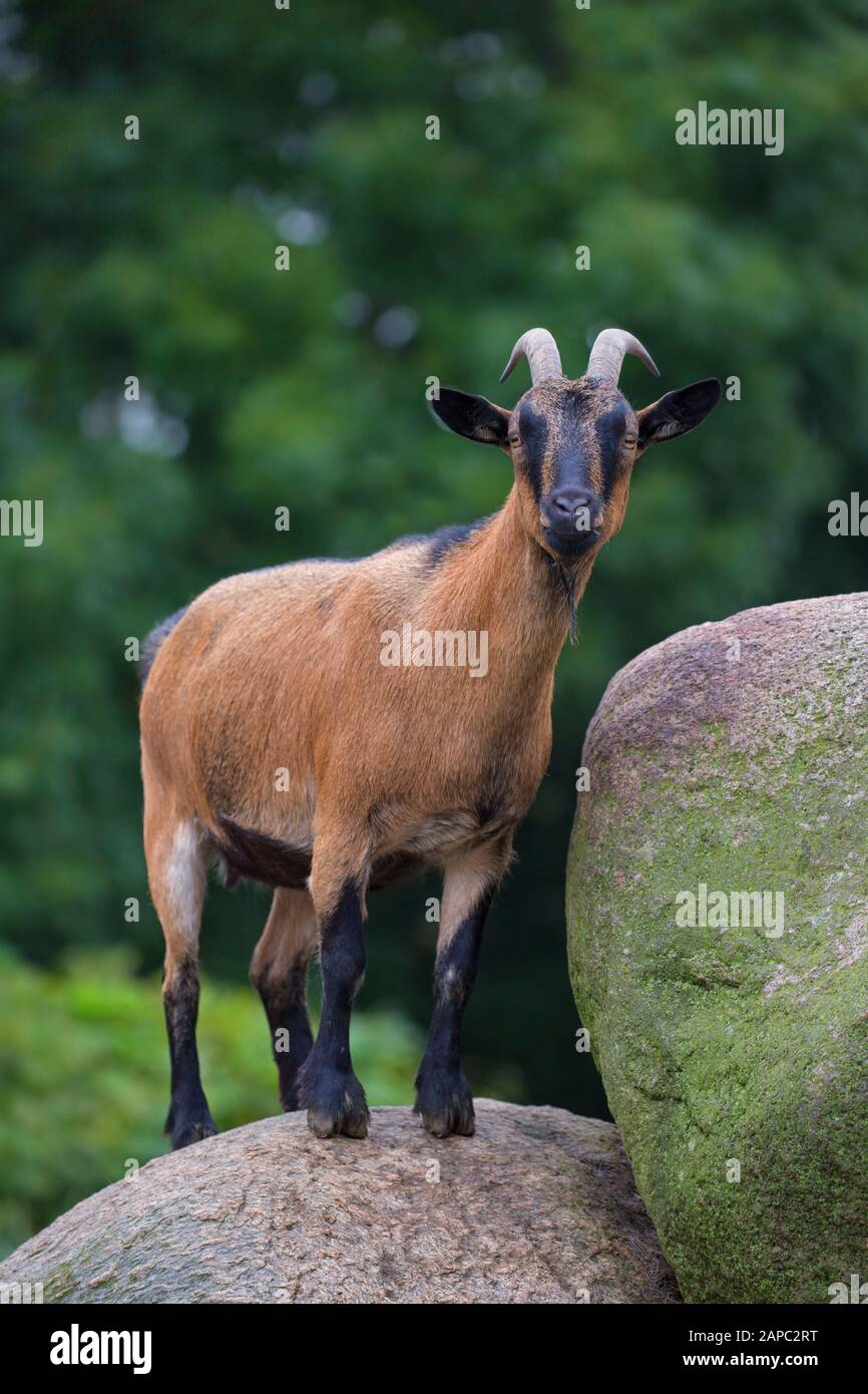 Domestic pygmy goat (Capra aegagrus hircus) standing on rock in petting ...