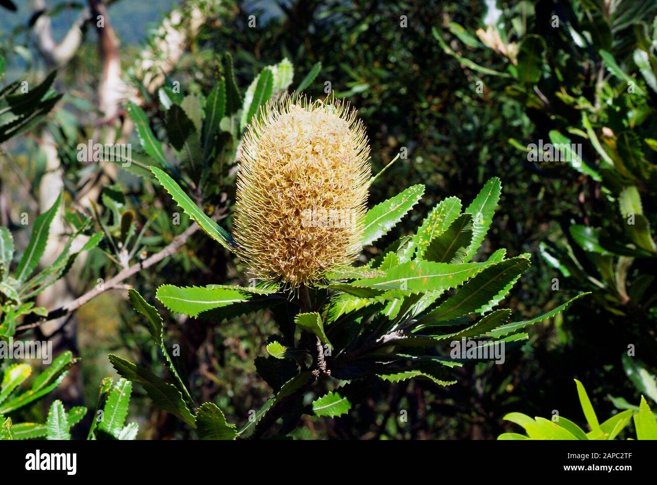Banksia man hi-res stock photography and images - Alamy