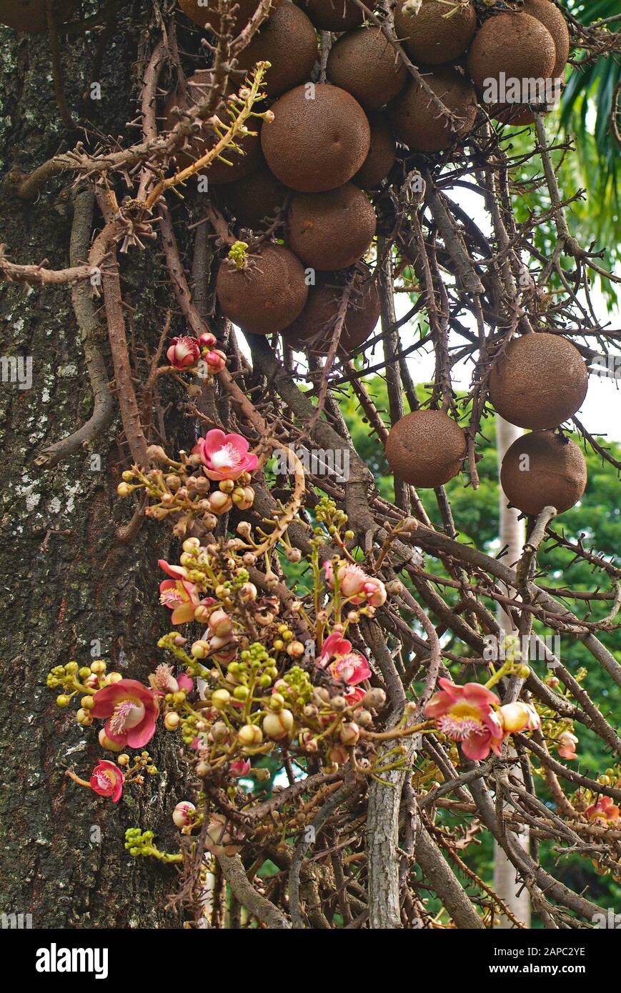 Australia, Cannonball Tree with seeds and blossoms Stock Photo - Alamy